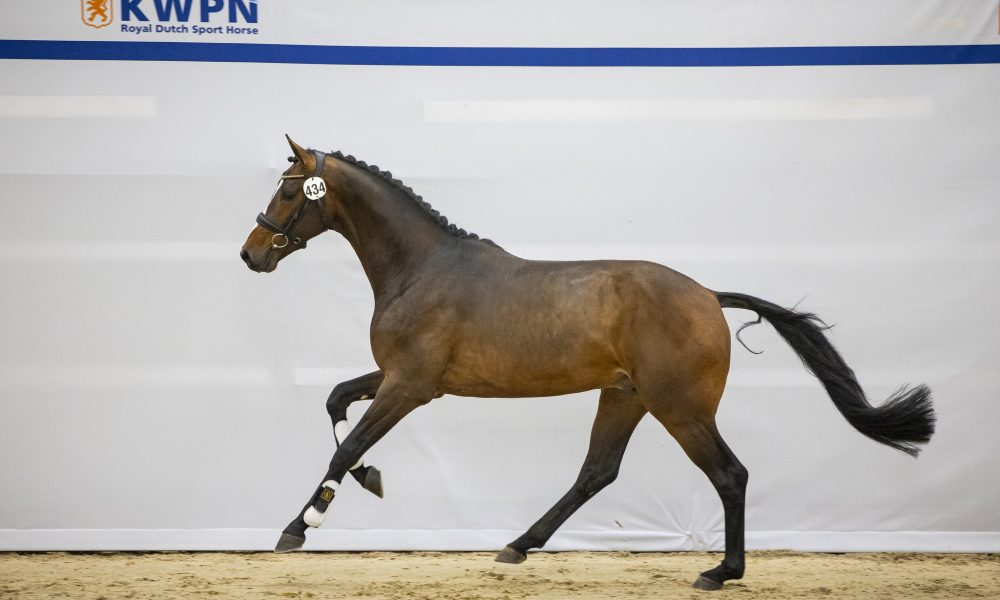 KWPN stallion selection: which dressage stallions will be granted last ...