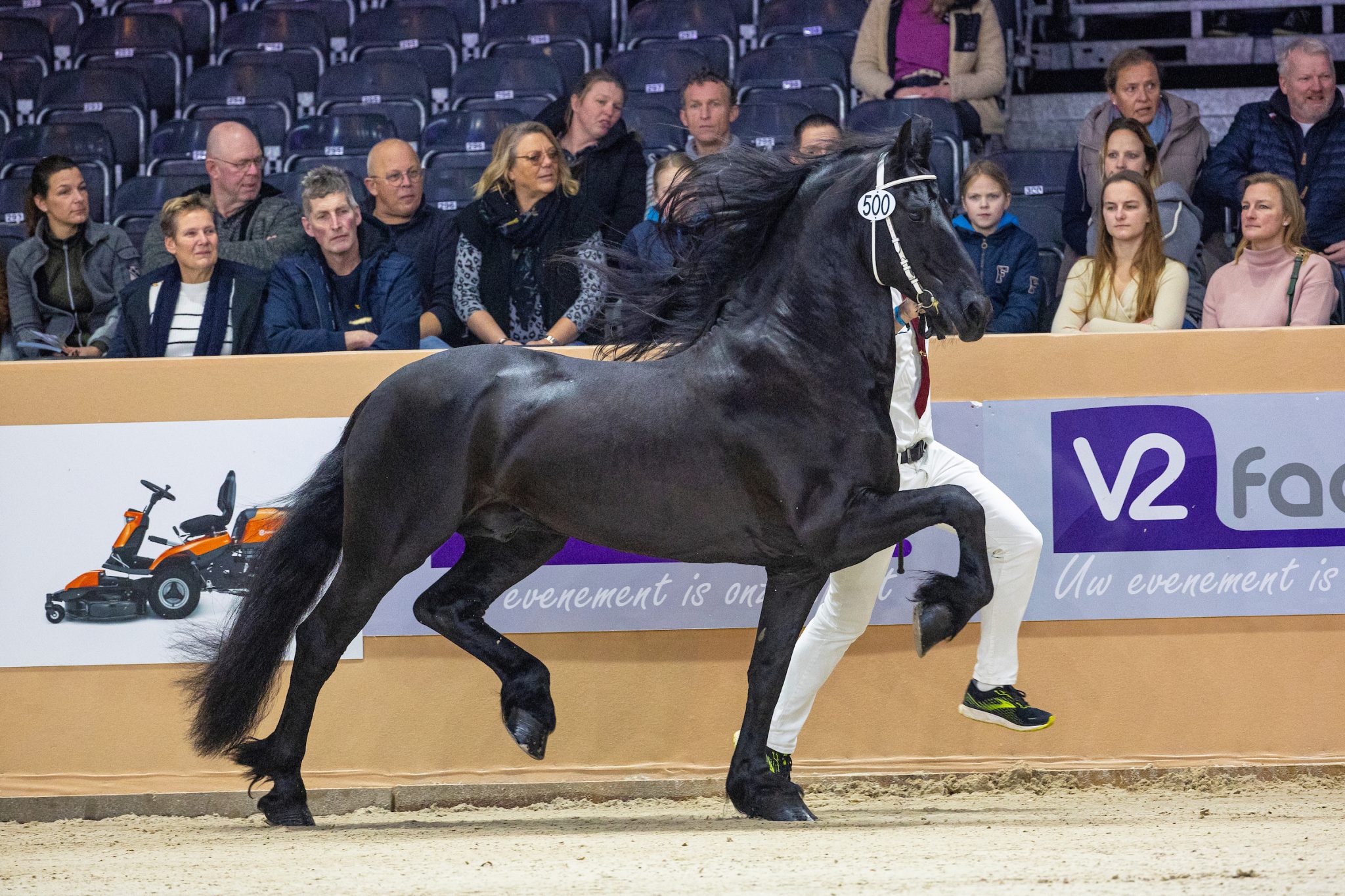 KFPS Stallion Show: Inspection of the Studbook Stallions and Championships - DigiShots