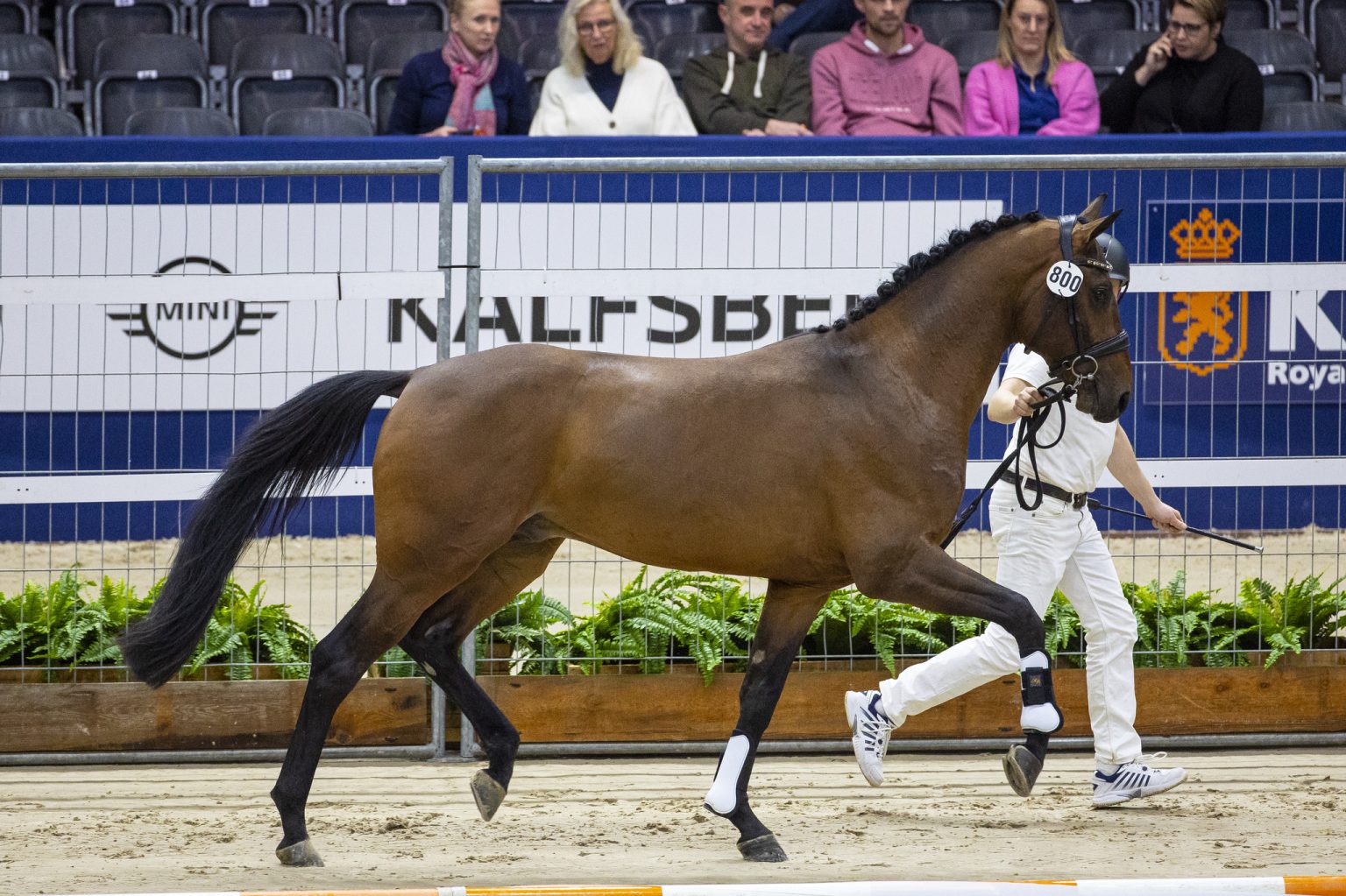 KWPN Stallion Show: Dressage stallions showing their quality - DigiShots