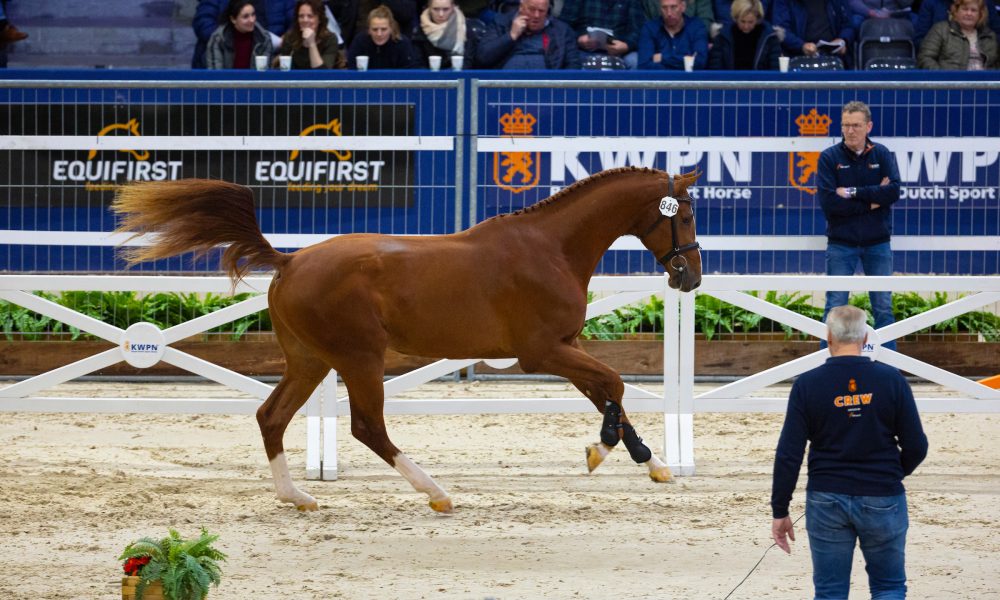 KWPN Stallion Show: Day two of second round viewing jumping stallions ...