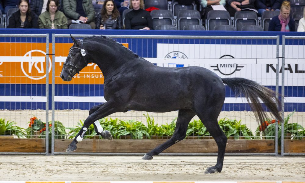 KWPN Stallion Show: Dressage stallions showing their quality - DigiShots