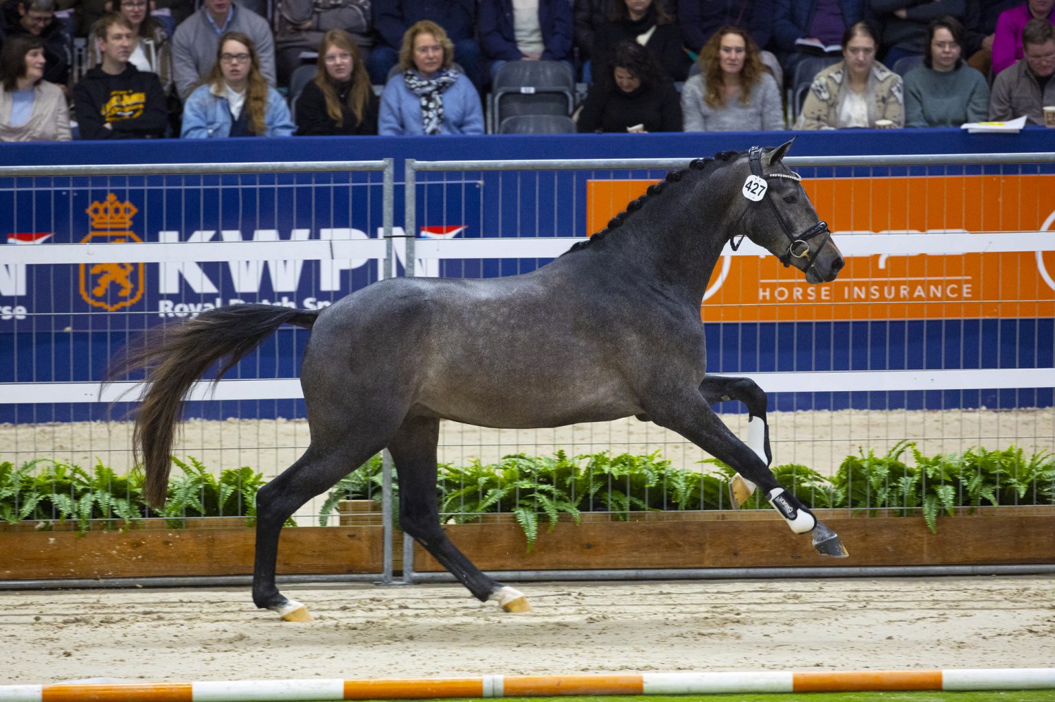 KWPN Stallion Show: Final day of dressage and harness stallions - DigiShots